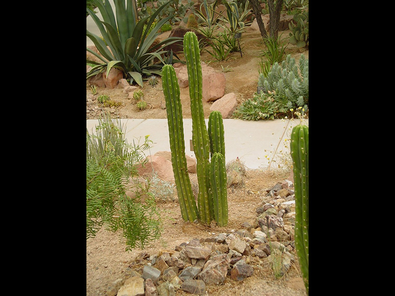 Find Plants San Pedro Cactus Find Plants San Pedro Cactus